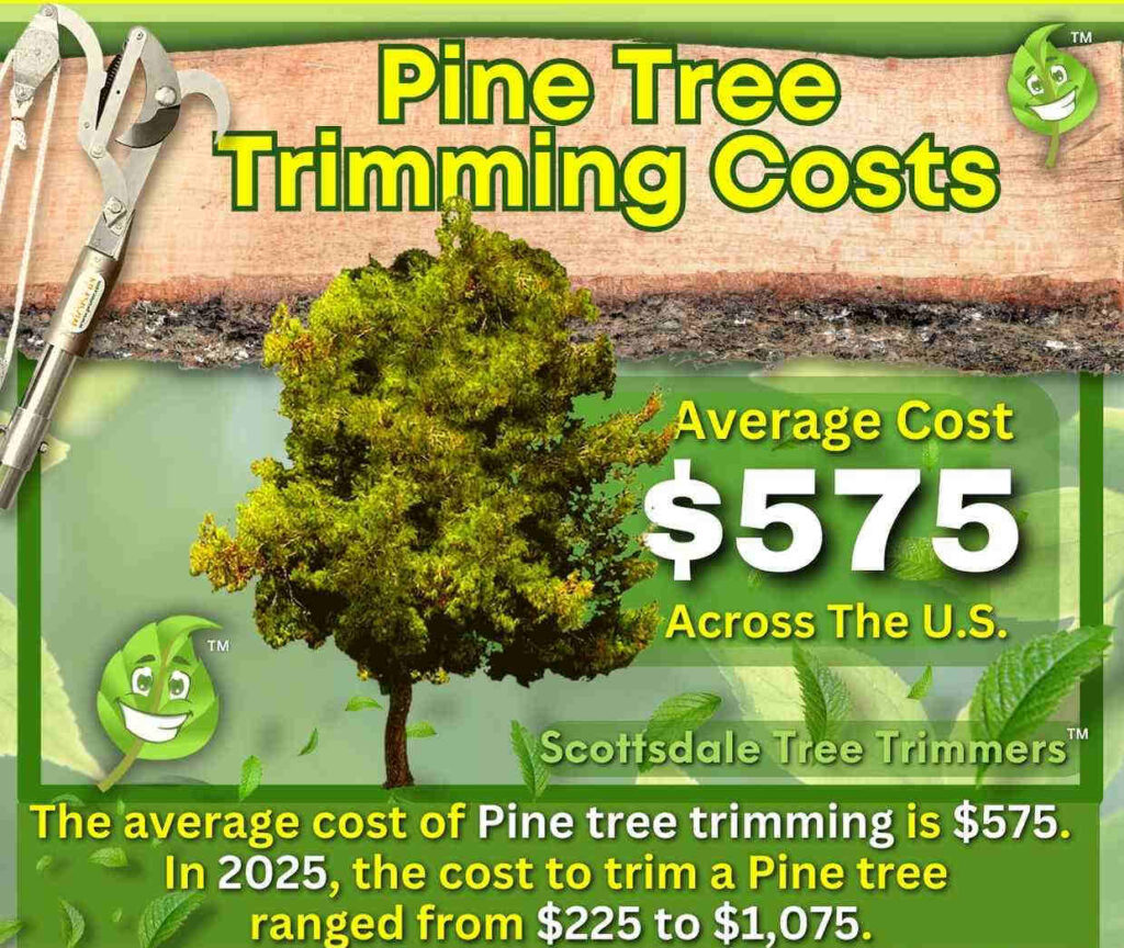 Tree Trimming Scottsdale AZ | Tree Service